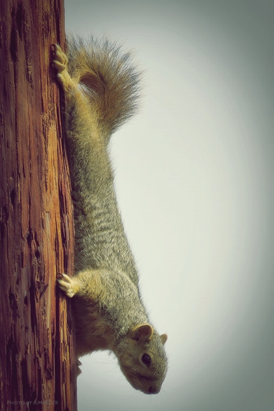 KMIRO GALLERY: Spider-Squirrel