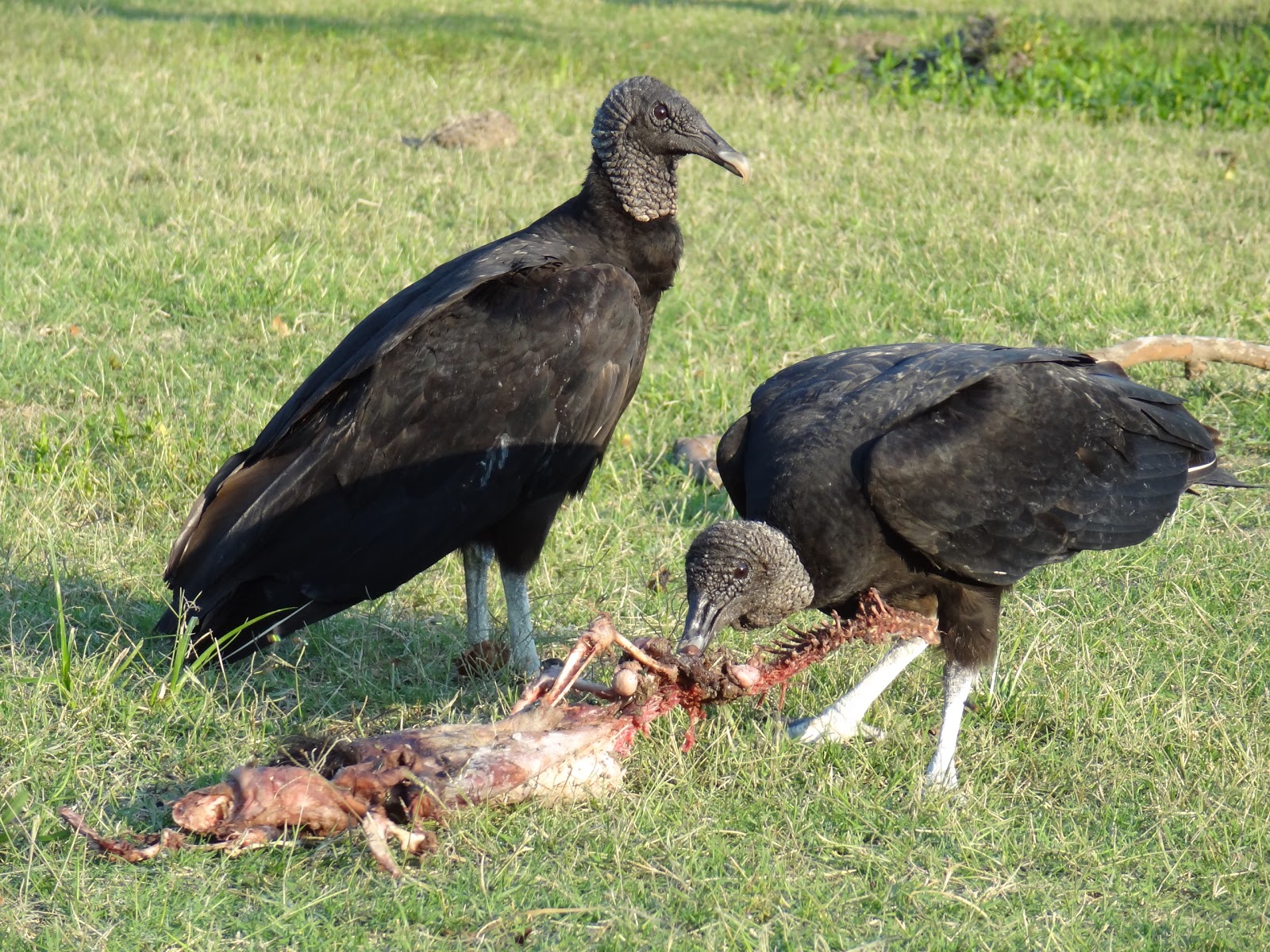 H-Town-West Photo Blog: Carrion Dinner - Black Vultures hacking into ...