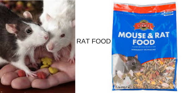 The American Mastermind: Best Rat Food