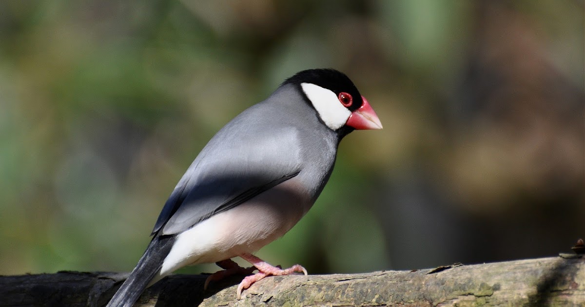 Calafate (Pardal de Java) - Agro Regis Capão Bonito