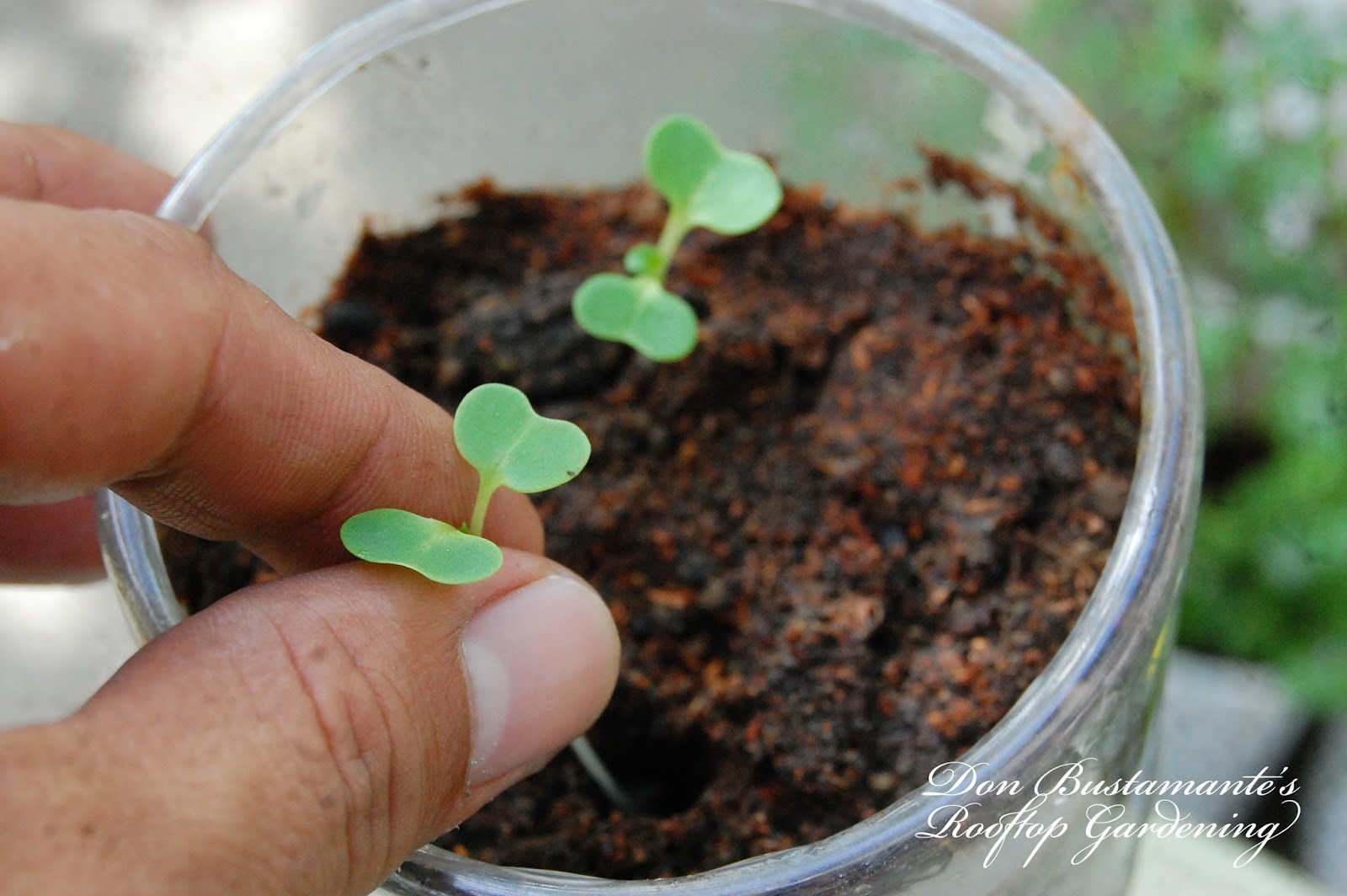 Don Bustamante's Rooftop Garden: How To Plant Pechay In Self Watering ...