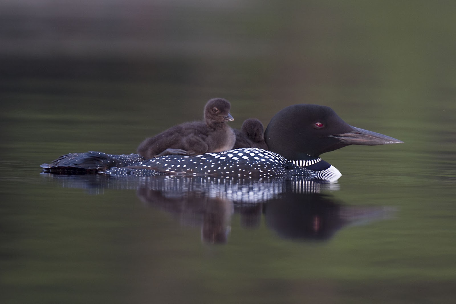 Ann Brokelman Photography: Common Loon and Chicks July 19, 20