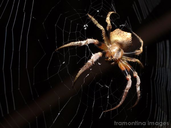 Malaysian Spiders: The 1st South East Asian Spider Workshop