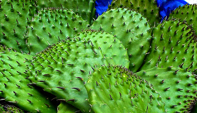 TU SALUD: las propiedades curativas del nopal, una de las plantas más ...