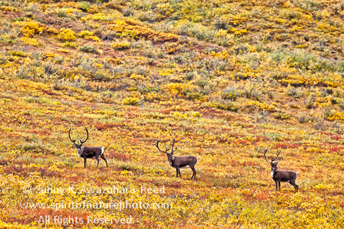 Sunny in Wilderness: Arctic Alaska