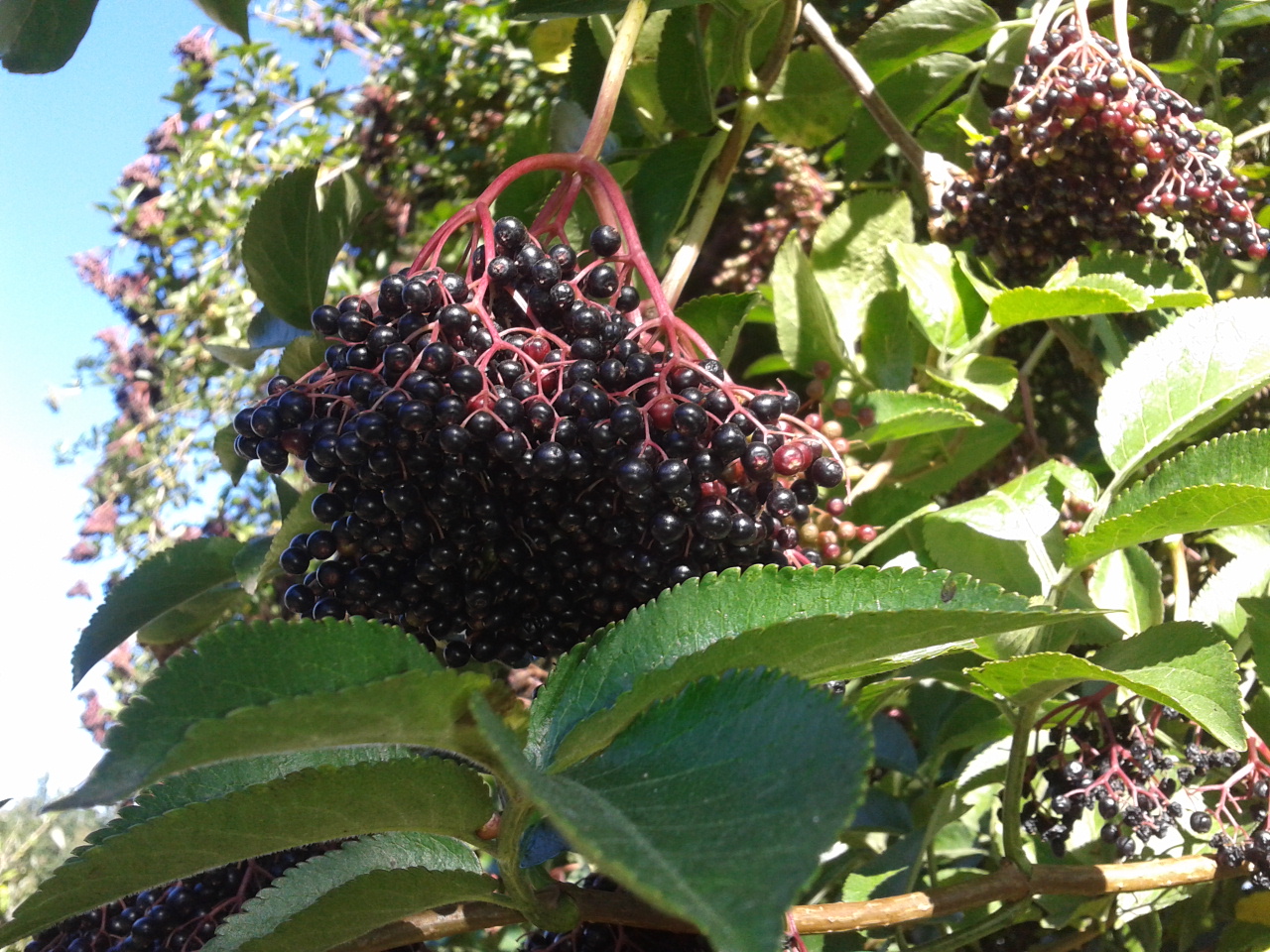 A Flor do Sabugueiro