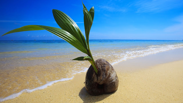 Pras Academy - SMP: Penyebaran Biji Tumbuhan