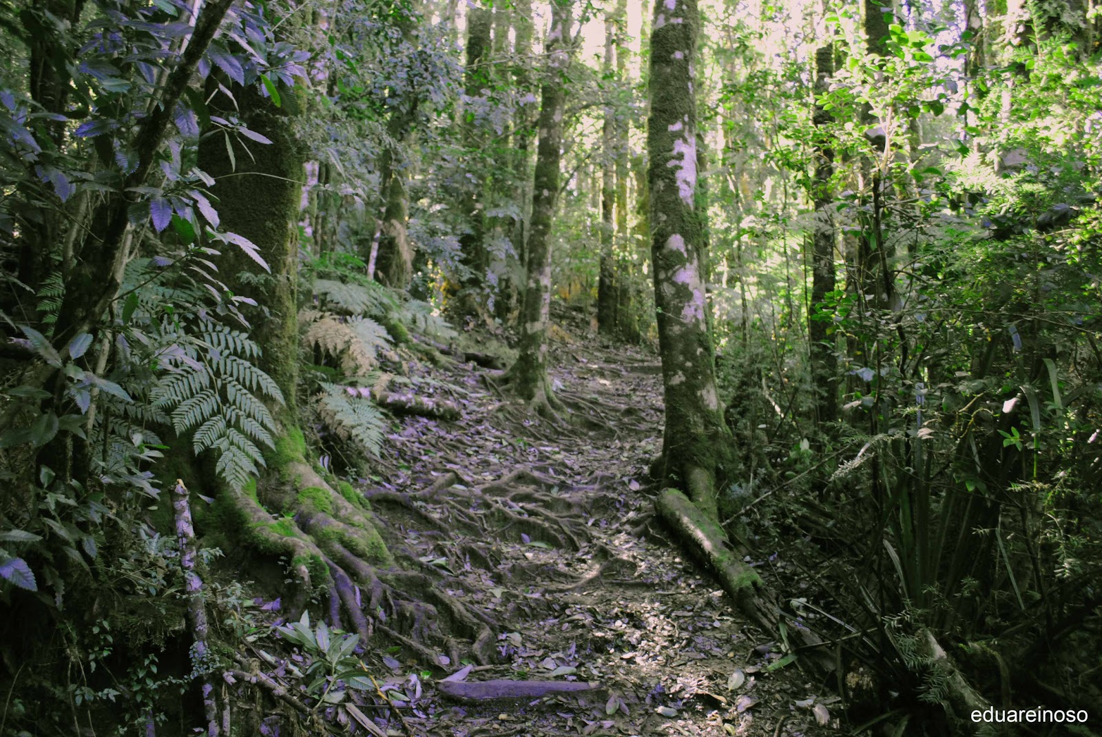Ojos de Concepción: Selva Valdiviana, Parque Oncol - Valdivia
