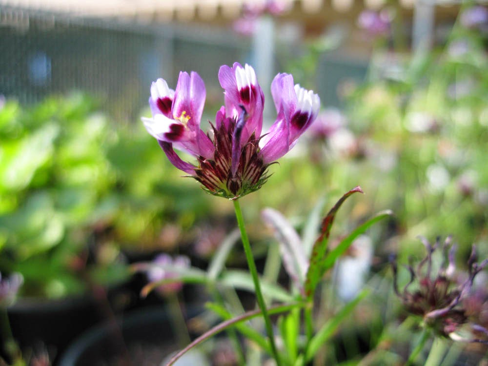 Mother Nature's Backyard - A Water-wise Garden: Plant of the Month ...