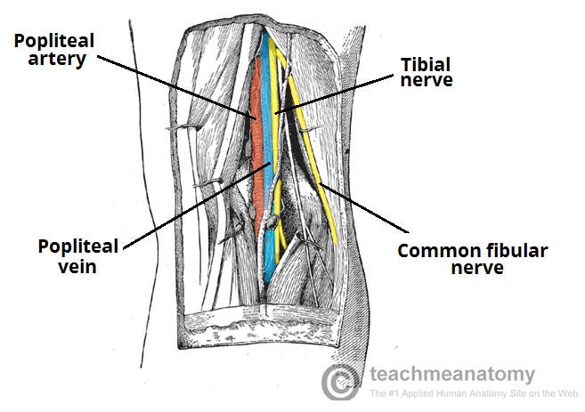 MT Endangerment Sites: 36. Poplitial Fossa