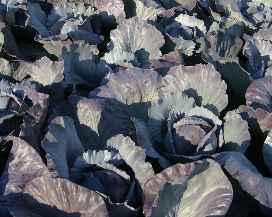 John Grimshaw's Garden Diary: Seeds and services: vegetable breeding at ...