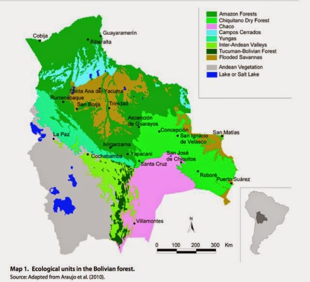 The Bolivian Rainforest