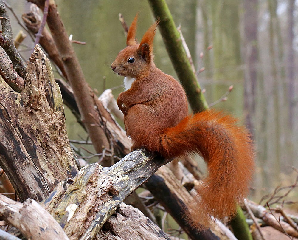 Forår i Lindet Skov: Dyreliv