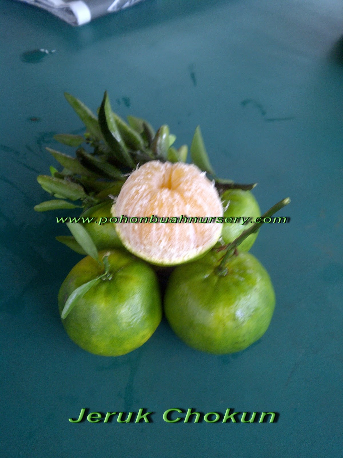 PBN: Jeruk Chokun