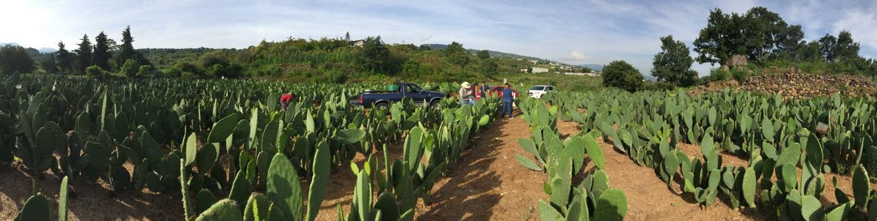 Laconada: De visita a la nopalera