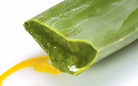 remedios: Propiedades de la sábila para el cáncer