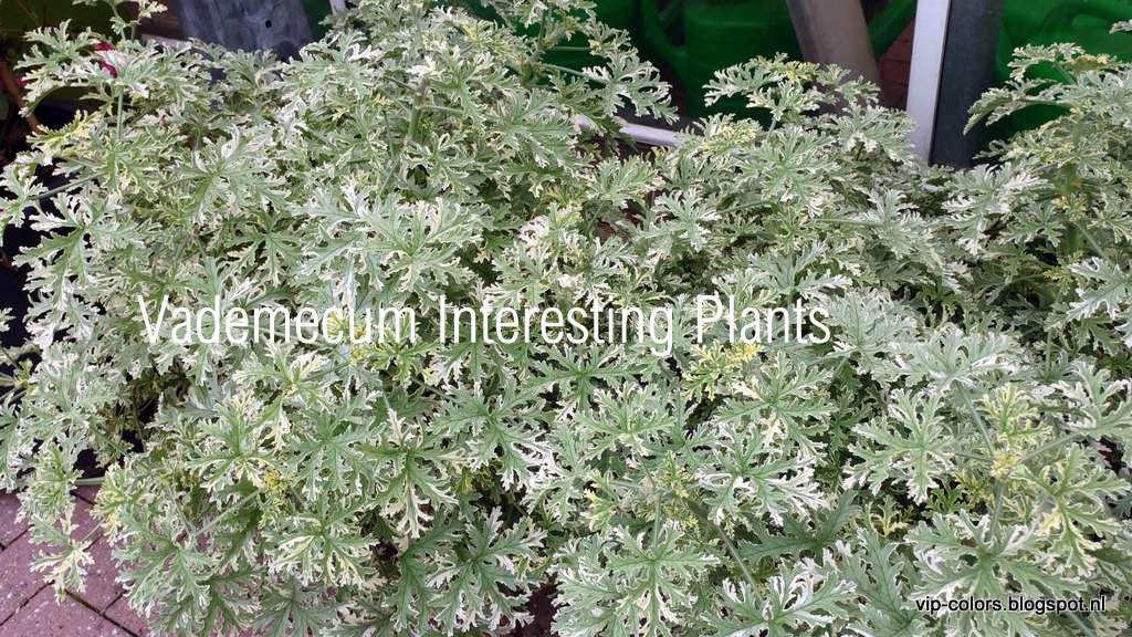 Vademecum Interesting Plants: Pelargonium graveolens - Pelargonia ...