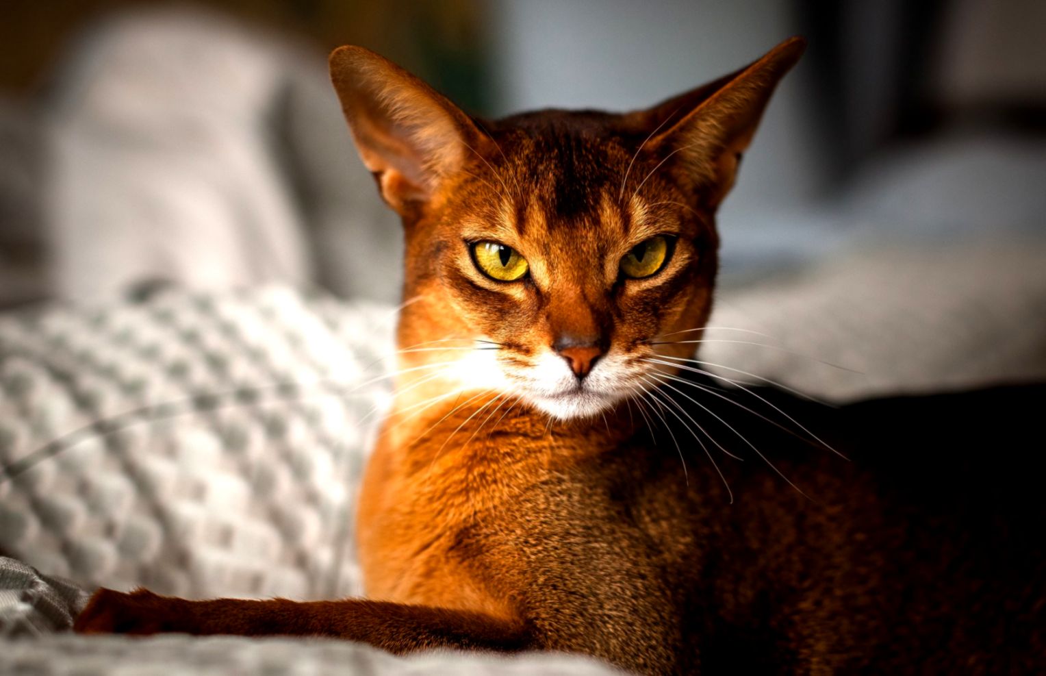 Cat Abyssinian Face Hd Wallpaper | Best Wallpapers HD Gallery