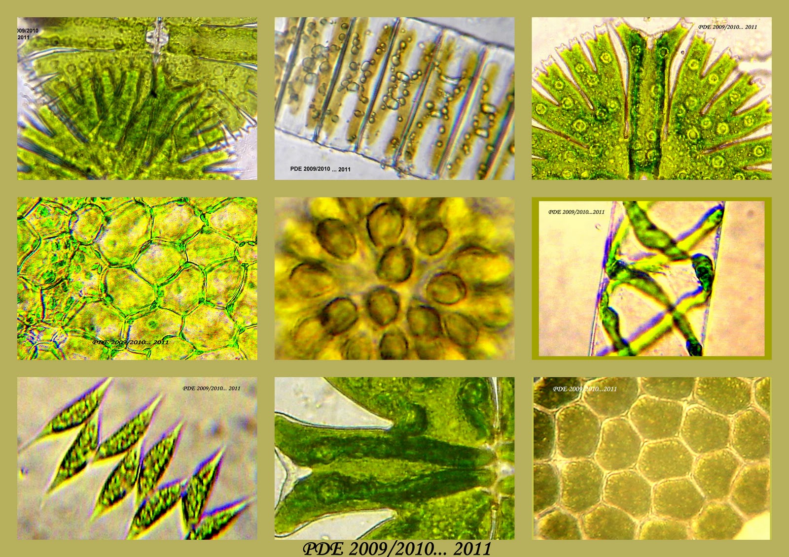 Cultivo de Microalgas em Fotobiorreatores: Microalgas do São Roque do ...
