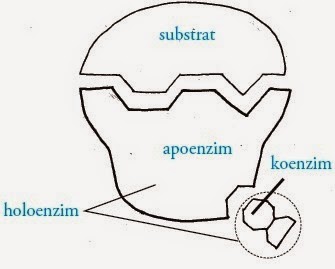 BİLKEM: CANLILARIN TEMEL BİLEŞENLERİ