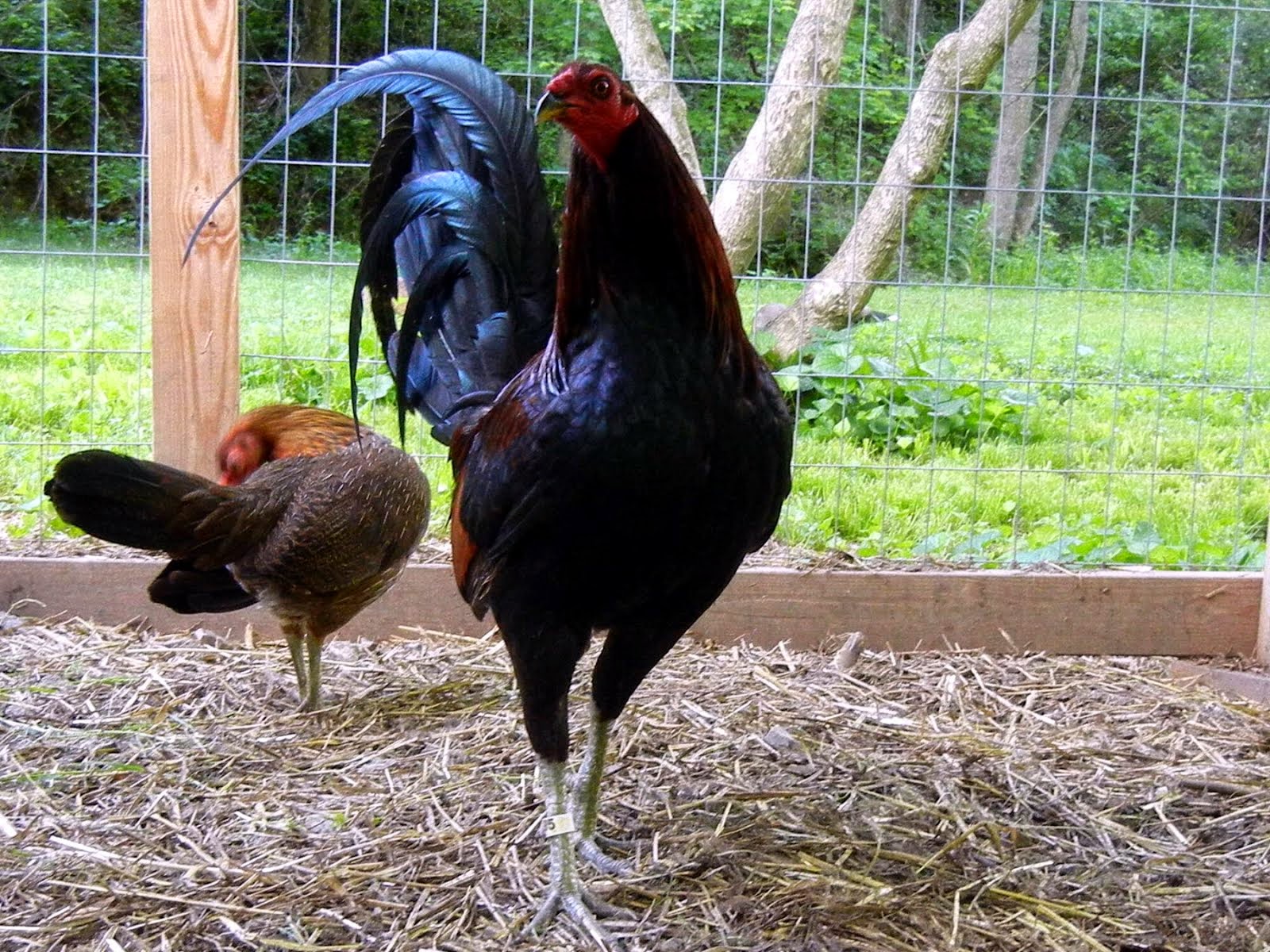 High Noon Game Farm" .....................