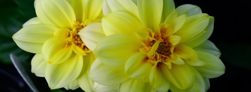 Best collection of yellow flower facebook cover photo ~ Charming ...