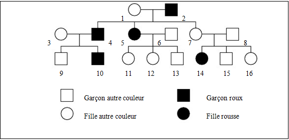 5 Exercices corrigés en génétique humaine | Bio faculté