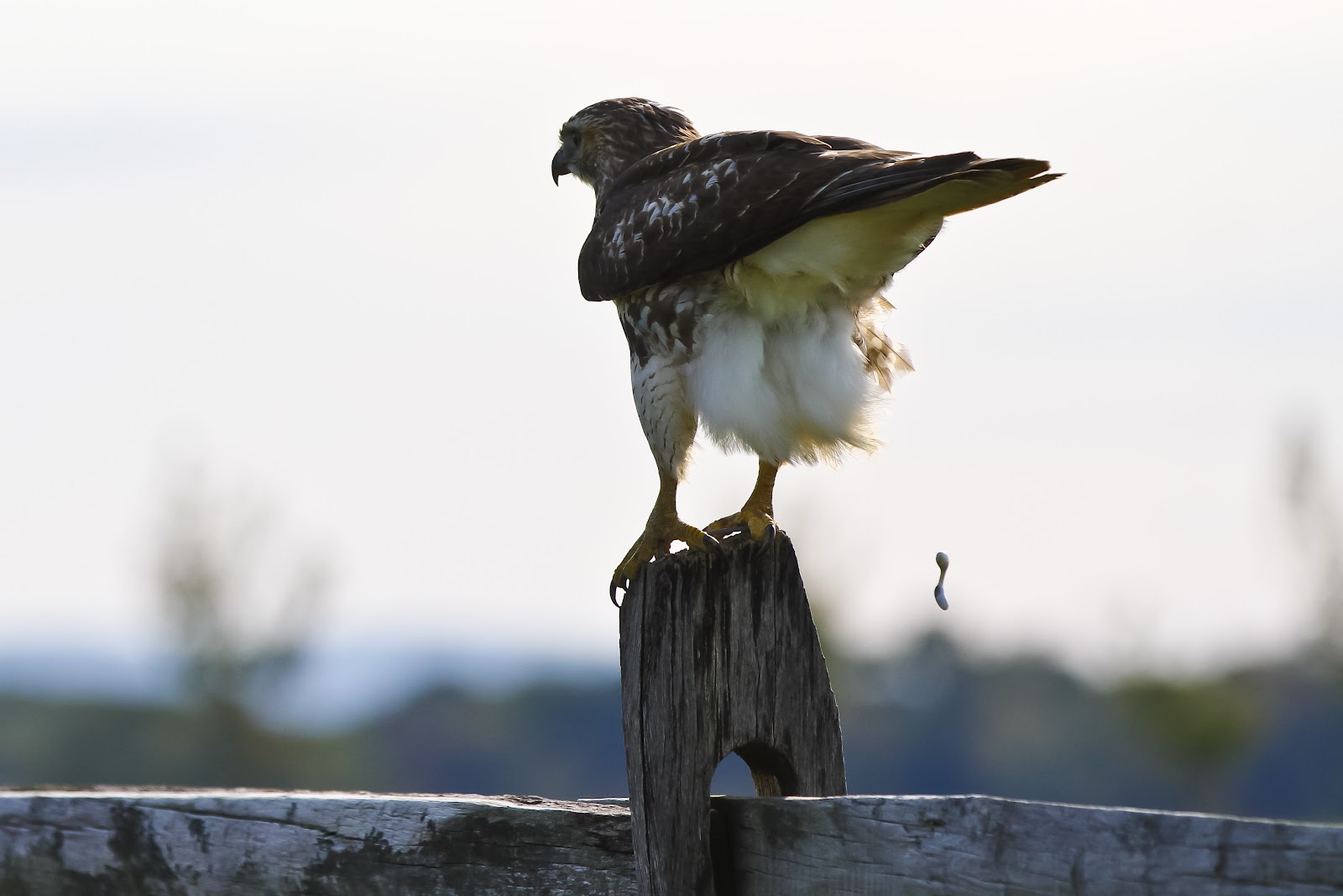 S. Birdsall Photography: Oh POOP, Did You See That Hawk?