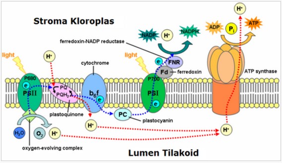 Rumus Kimia Fotosintesis - Rumus Kimia