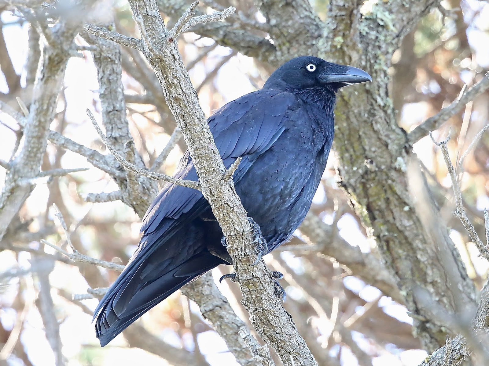 Avithera: Australian Raven