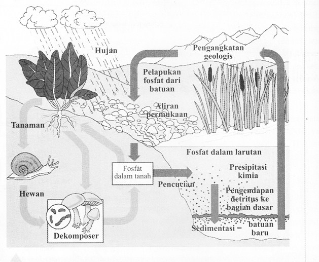 Sikius Fosfor Biogeokimia Dalam Ekologi - Portal Edukasi
