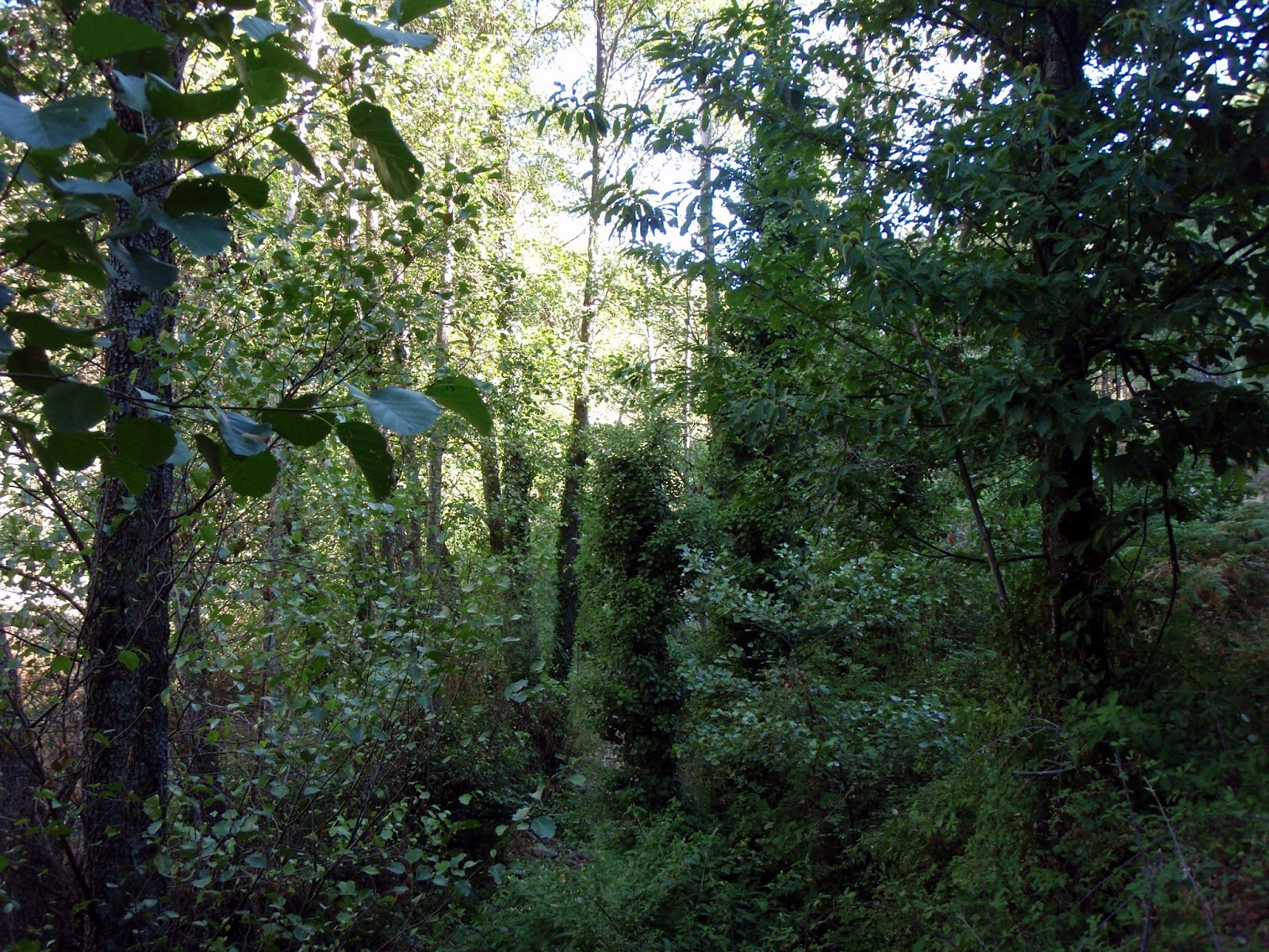 Los bosques riparios