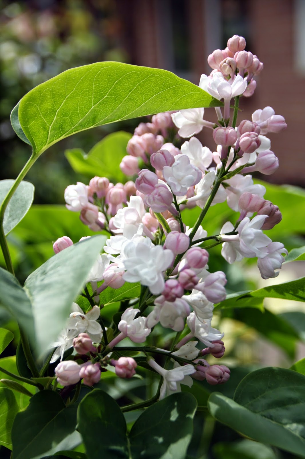 Frk. Anemone: Beauty of Moscow - En syren