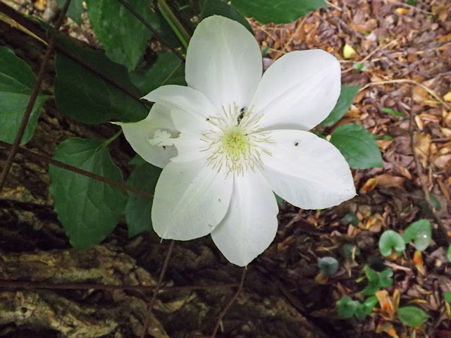 MARIETTE'S BACK TO BASICS: {Our 2013 Clematis lanuginosa 'Candida'}