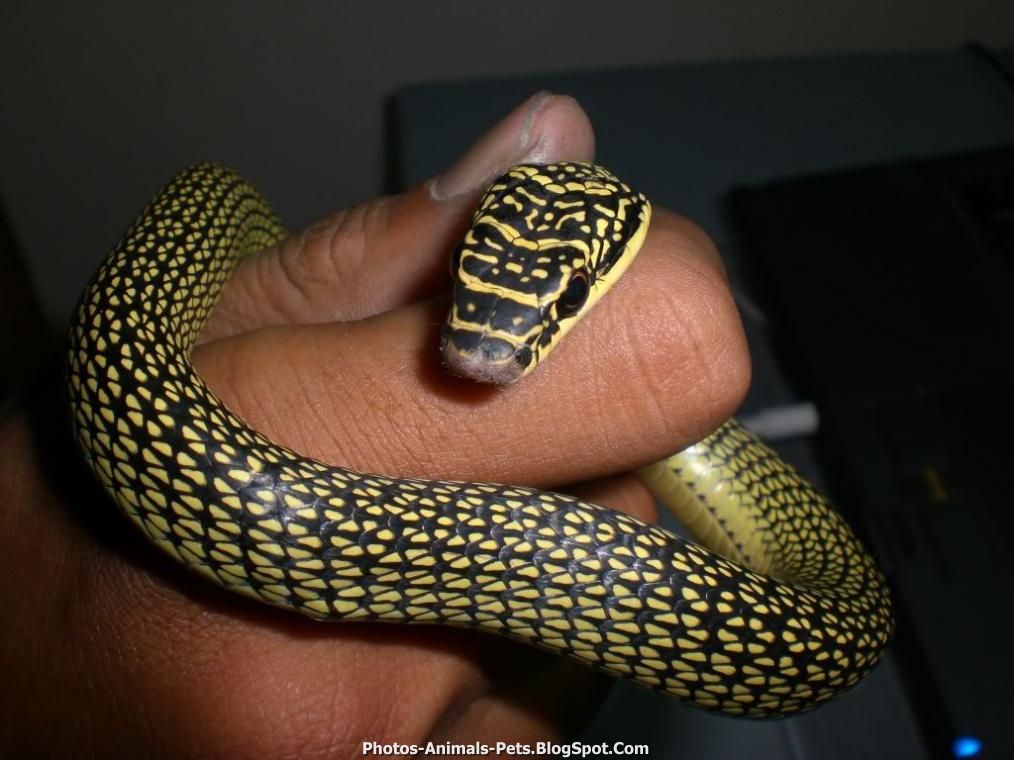 Snakes as pets | Photos-Animals-Pets.BlogSpot.com