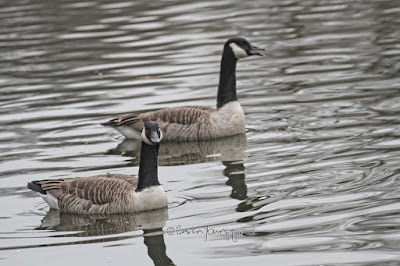 The Last Leaf Gardener: "take a gander" (Wednesday's Wisdom)