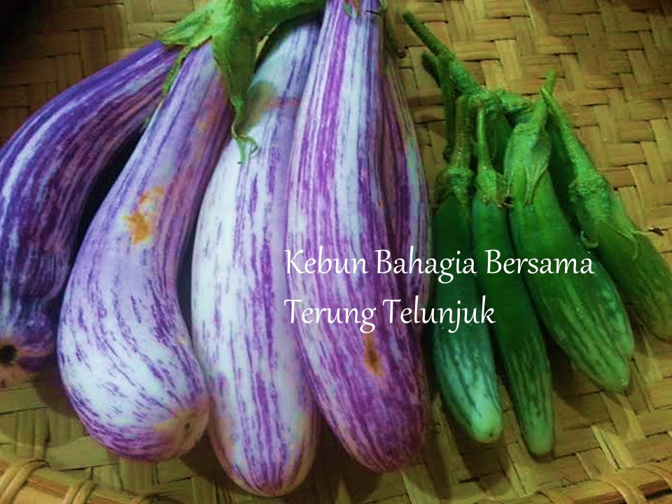 Kebun Bahagia Bersama: Terung Telunjuk Masak Lodeh