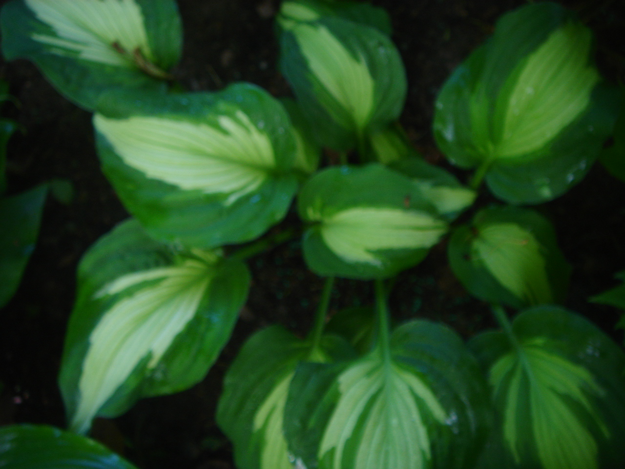 PPP Hostahave: Dagens Hosta Elizabeth Campbell