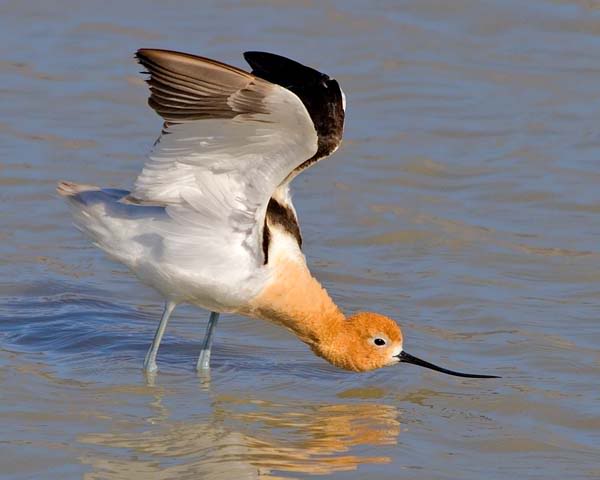 American Avocet | Beautiful Bird Facts & Pictures | The Wildlife