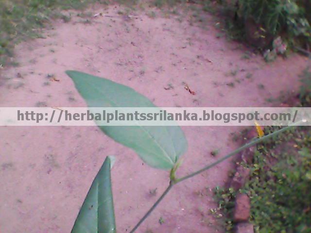 GYMNEMA SYLVESTRE - සස්ස ඳ