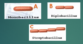 Monera prokariota (Bakteri ) struktur, bentuk, ukuran bakteri ...