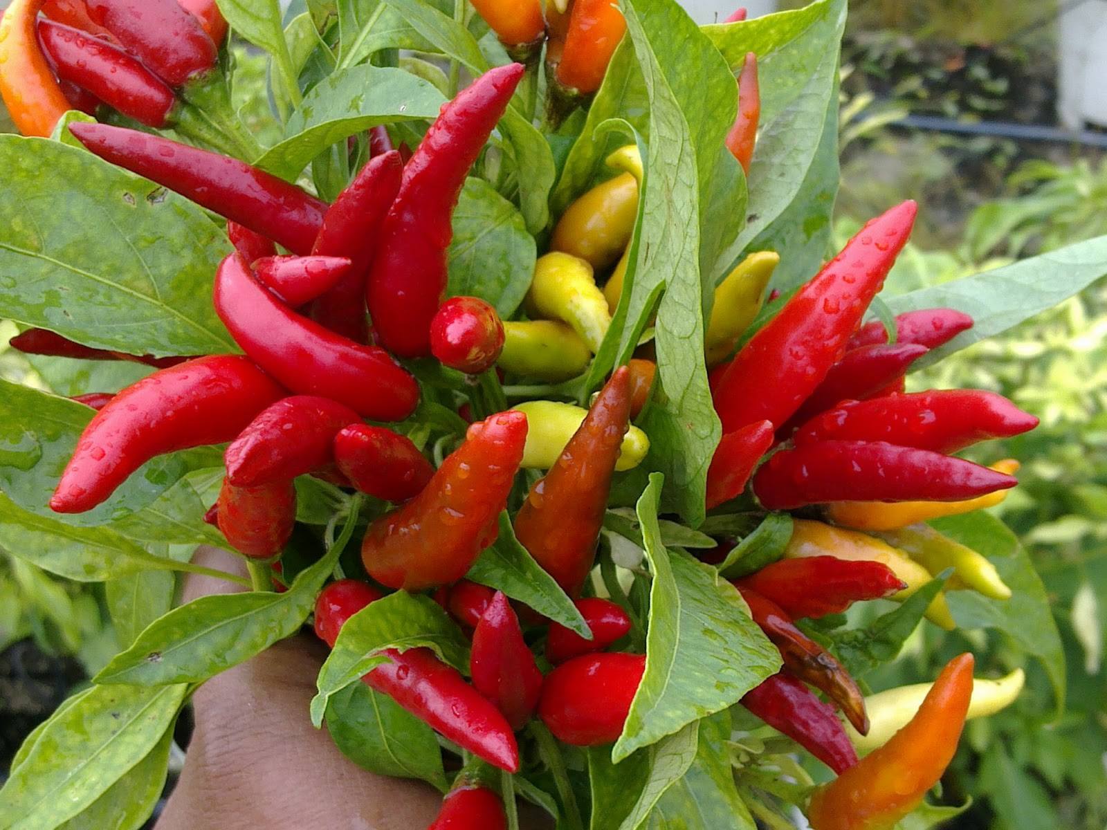 Berita TV Malaysia: Biji Benih Cili Jambak