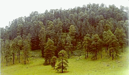 Brenda Regina Aguirre Ramirez: Práctica de mariposa monarca y el bosque ...