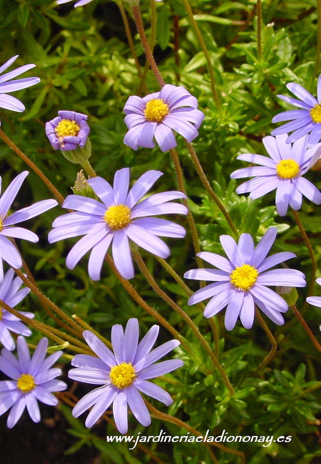 Jardineria Eladio Nonay: FELICIA AMELLOIDES, AGATEA, MARGARITA AZUL ...