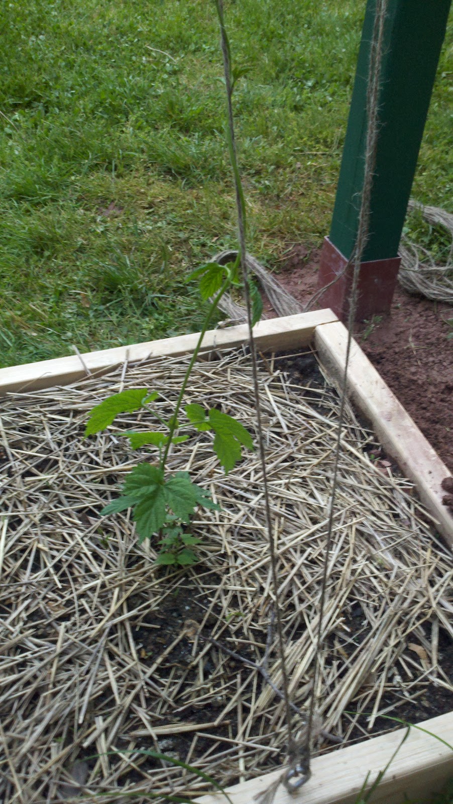 Harleysville Homestead: Hop Trellis Build