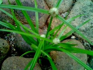 Manfaat Rumput Teki Untuk Kesehatan | Tips Kesehatan,Kecantikan dan Obat