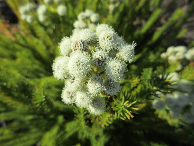 Brunia Flower Best Images Photography - Gardening