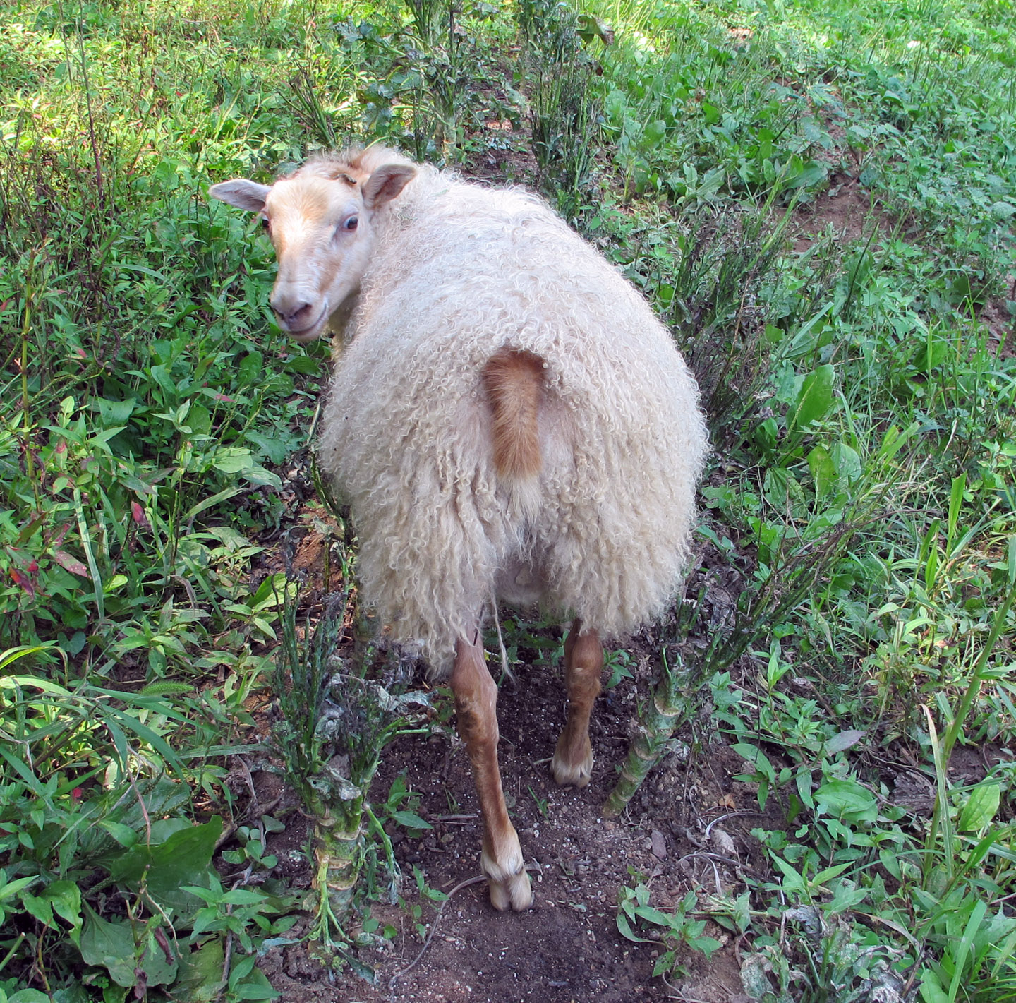FarmGirl's Homestead Sheep: Finnsheep and Gulf Coast Natives