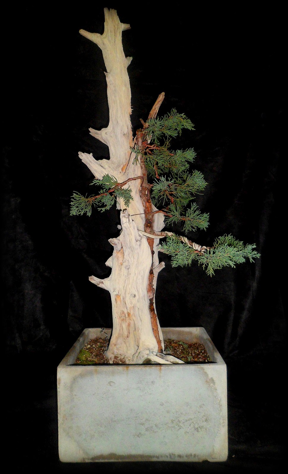 Bonsai Rosario: TÉCNICA AVANZADA, TANUKI