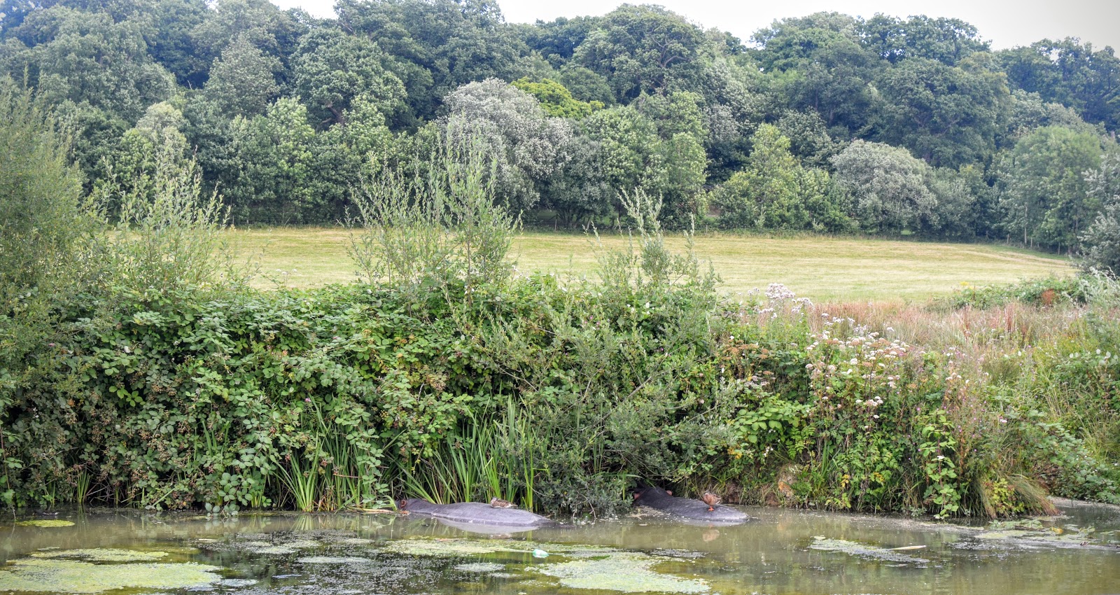 Review: A Family Day Out at Longleat Safari Park - Diary of the Evans ...